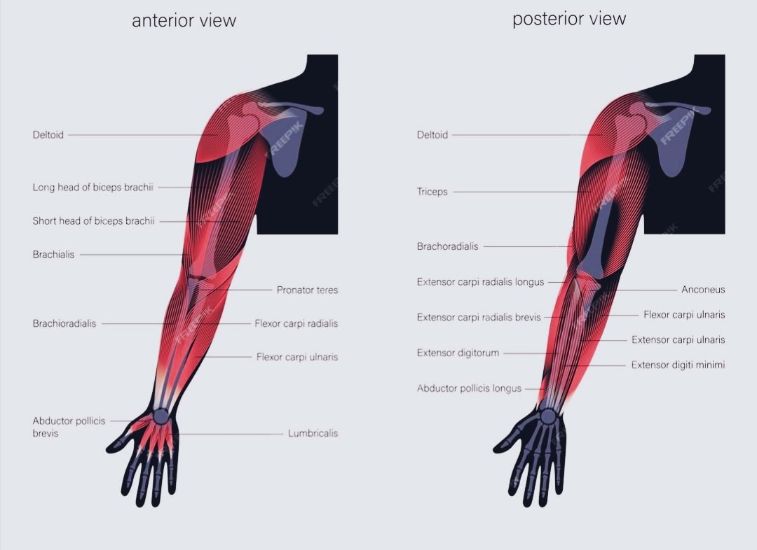 Are You Using the Right Weight for Tricep Pushdowns? Find Out Fast!
