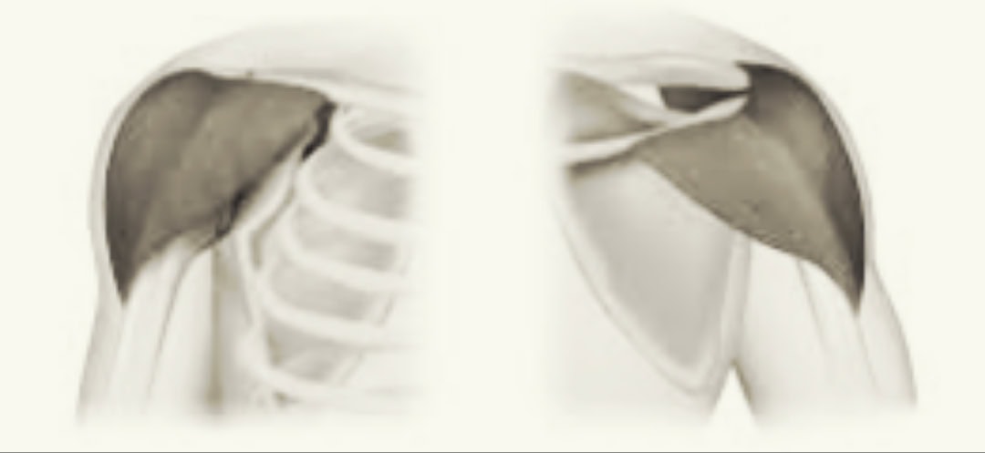 Deltoid Development: Should You Isolate the Front, Side, and Rear?